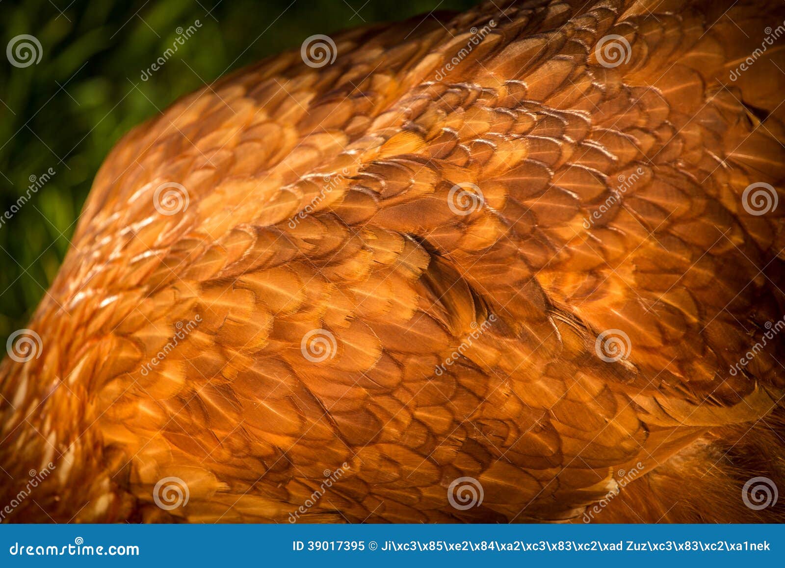 Hen feathers detail stock image. Image of farm, poultry - 39017395