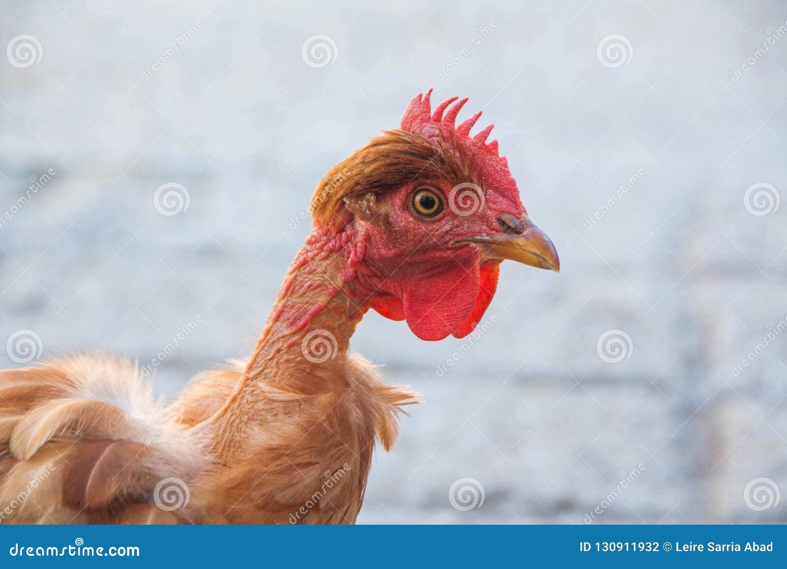 Hen without feathers stock photo. Image of animal, feathers - 130911932