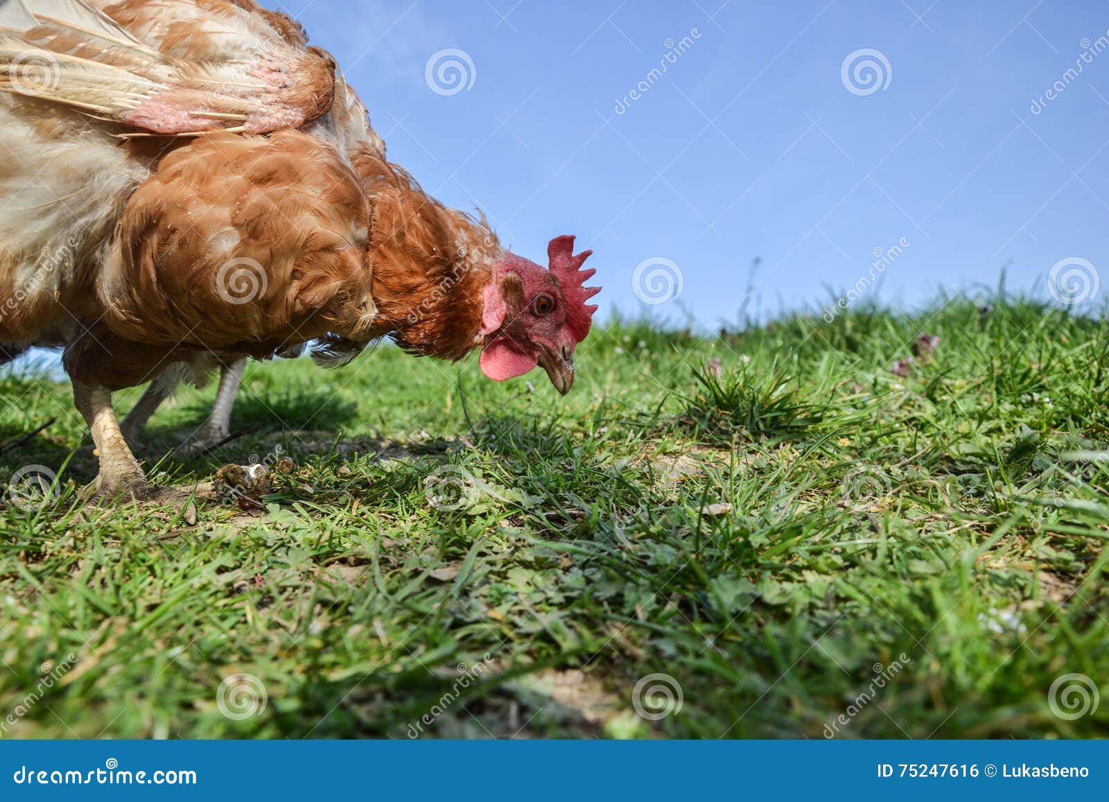 Hen Feed on the Pasture. Young Chicken Standing on Barn Yard Stock ...
