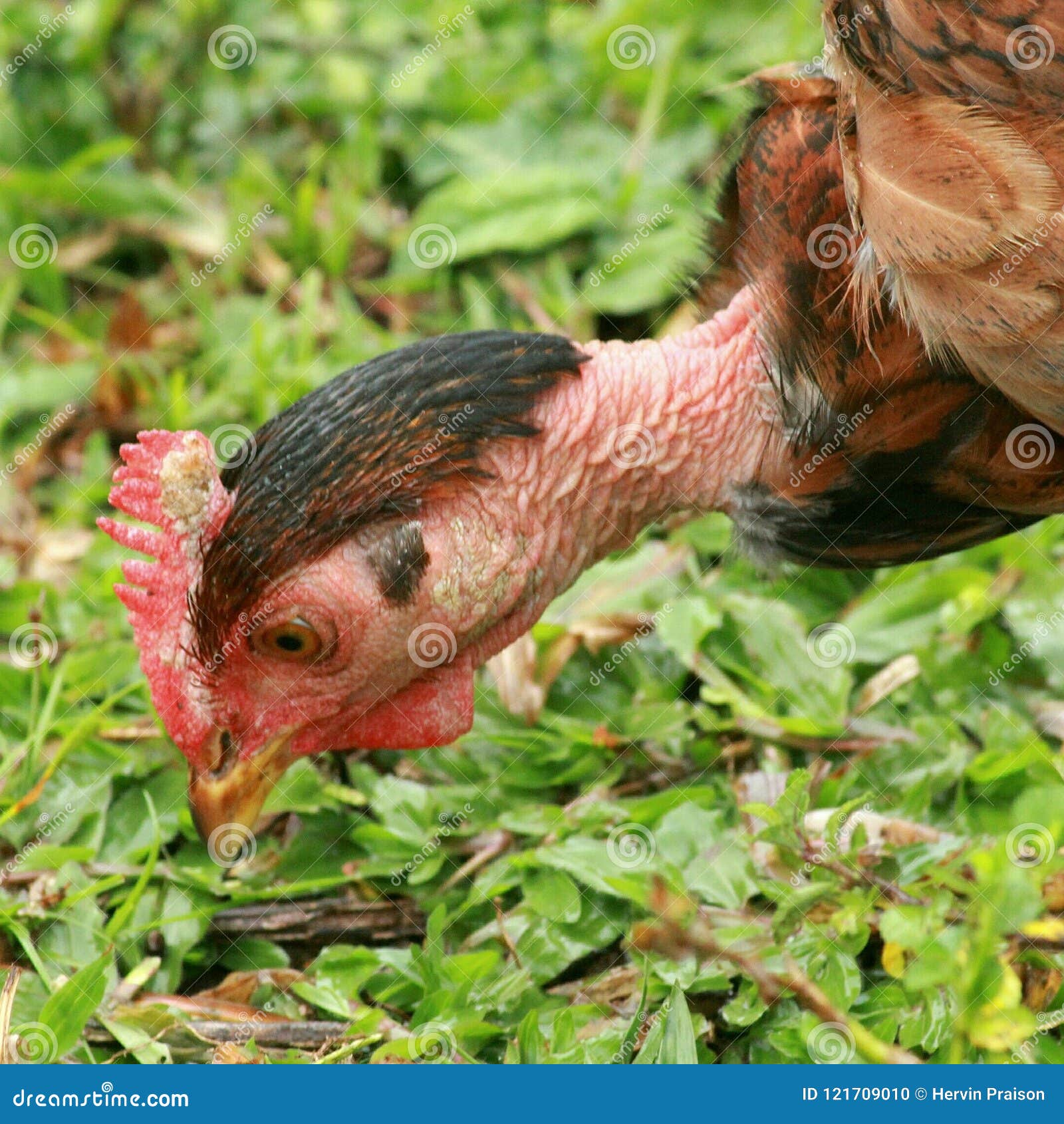 Hen feeding stock photo. Image of swindle, feeding, nature - 121709010