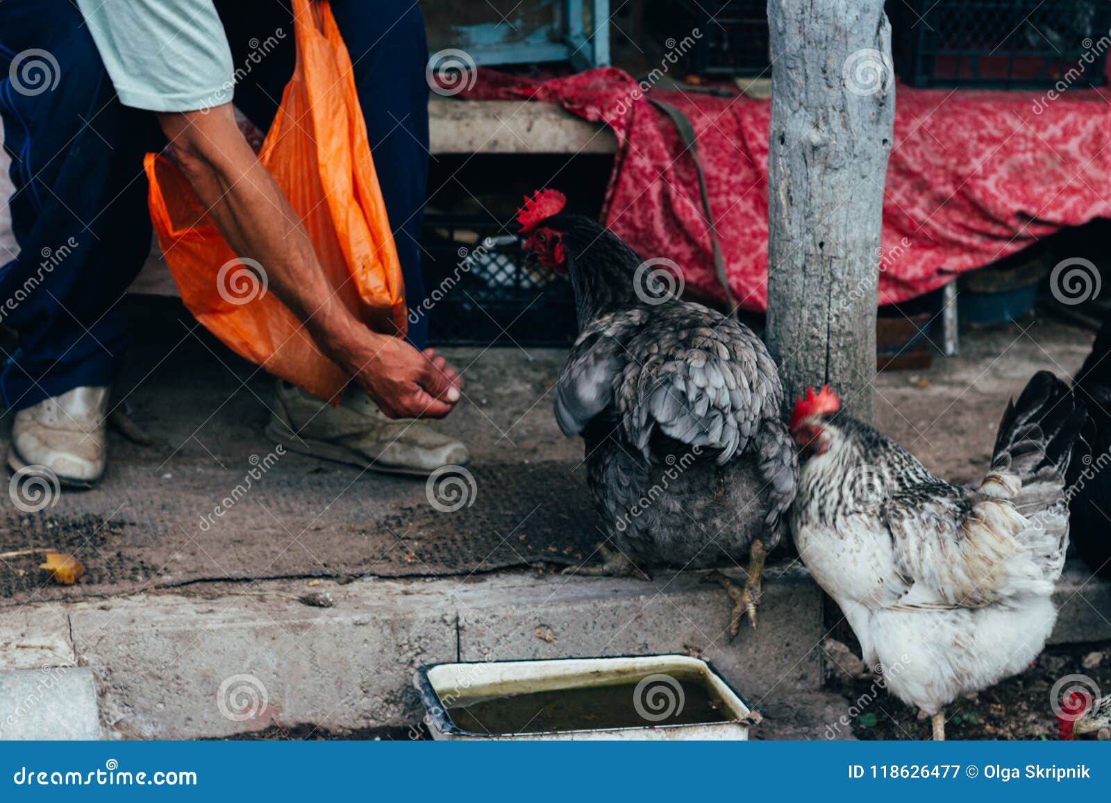 Hen Feeding. Man are Fed from Hands a Black Chicken with a Red Comb ...