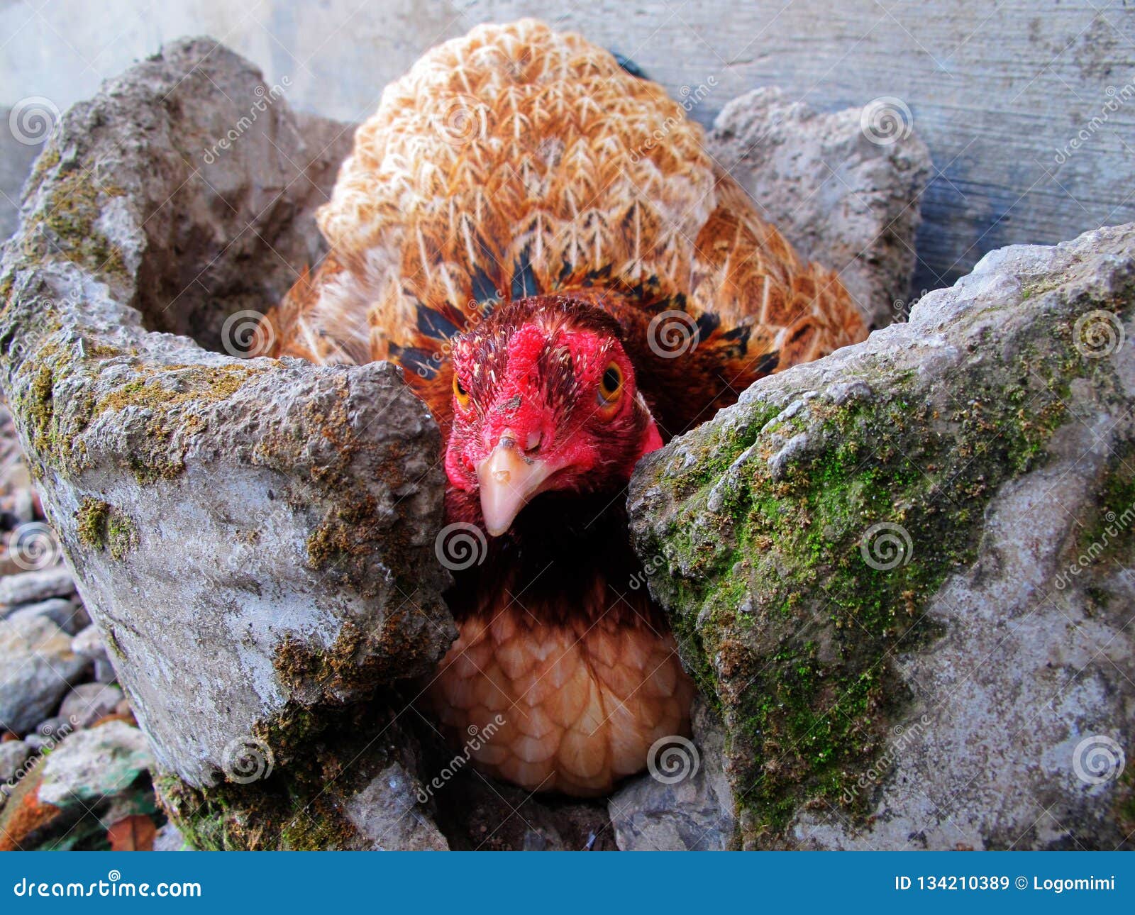 Hen or Female Domestic Chicken, Front View Stock Image - Image of ...
