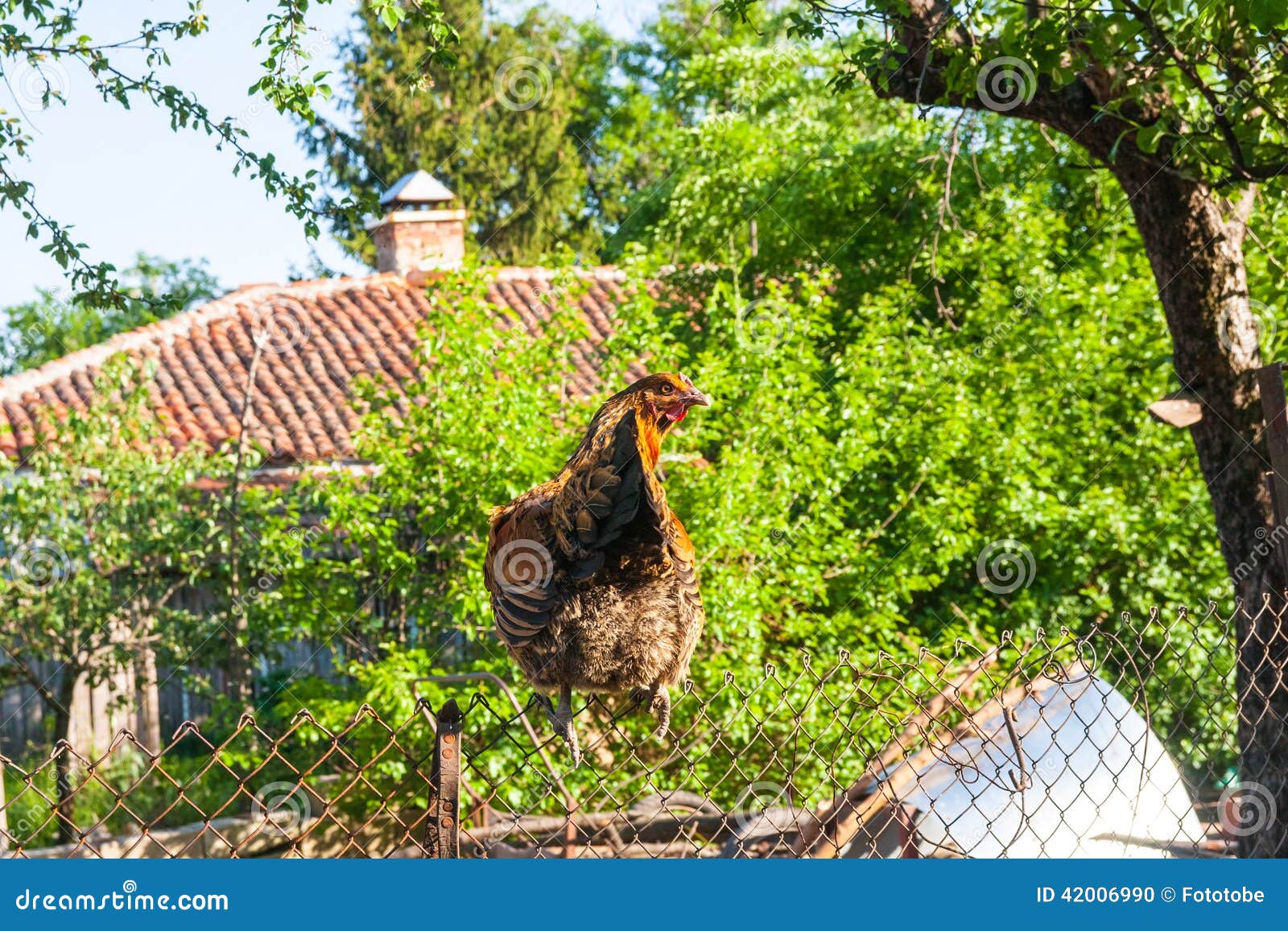 Hen on a Fence in a Farmyard Stock Photo - Image of freedom, animal ...