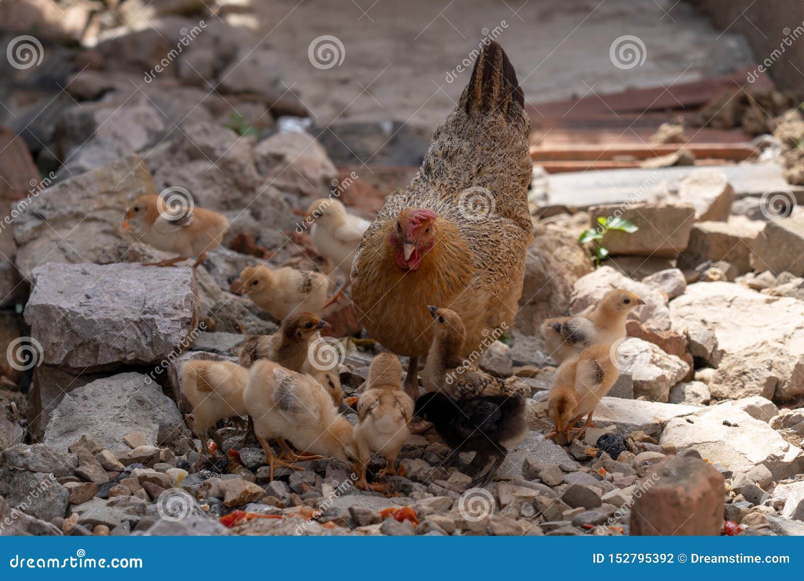 A Hen with a Flock of Chickens Foraging in Rural China Stock Photo ...