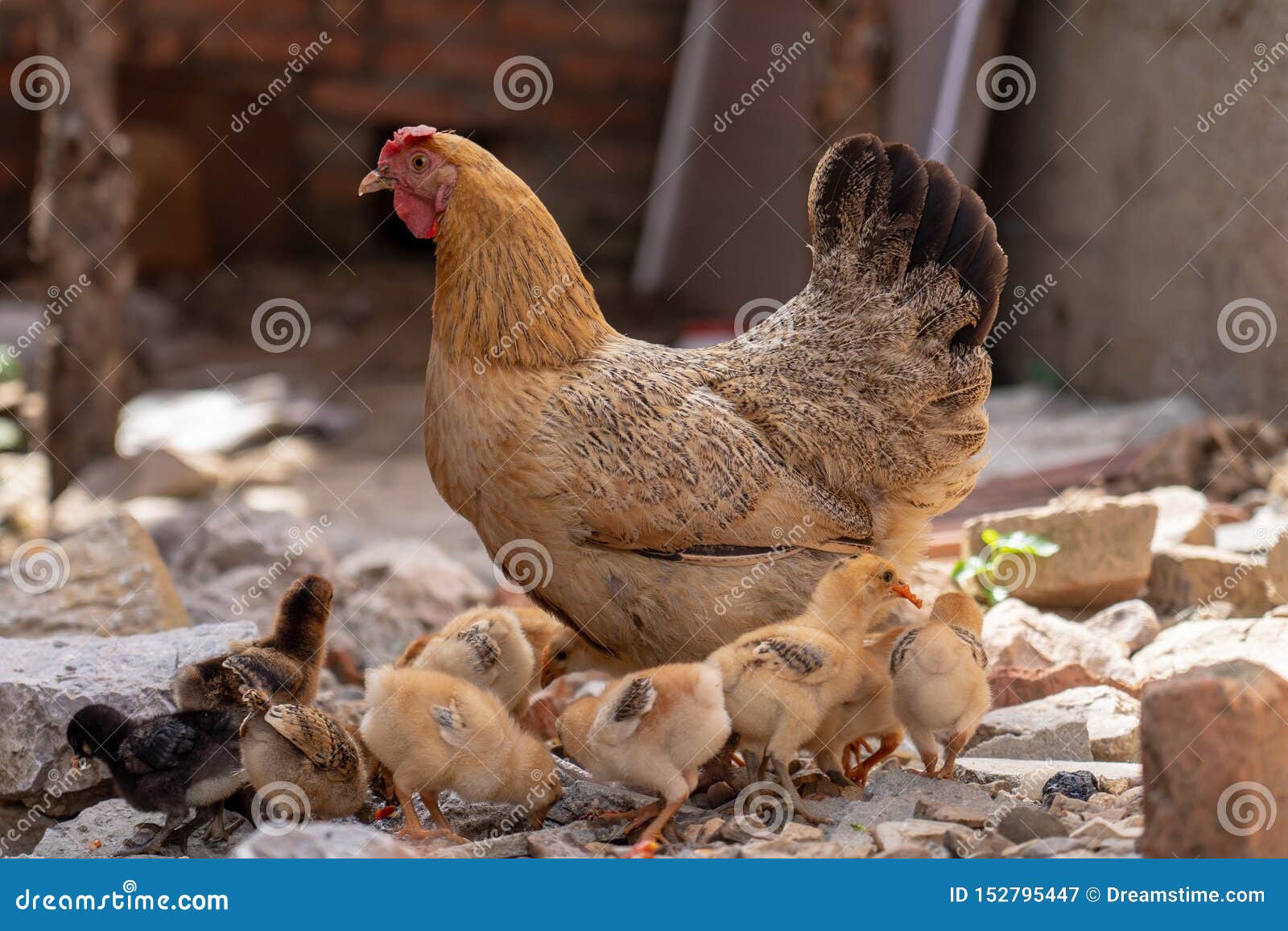 A Hen with a Flock of Chickens Foraging in Rural China Stock Image ...
