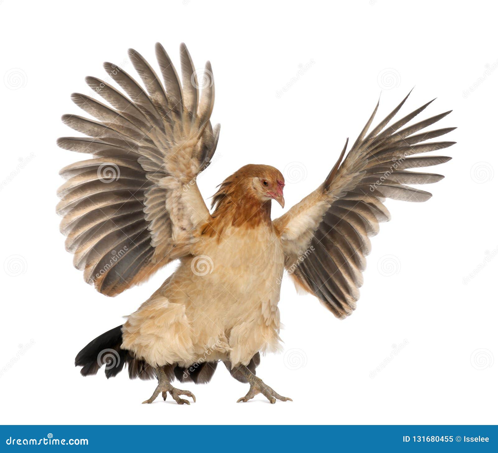 2,906 Hen Flying Stock Photos - Free & Royalty-Free Stock Photos from ...