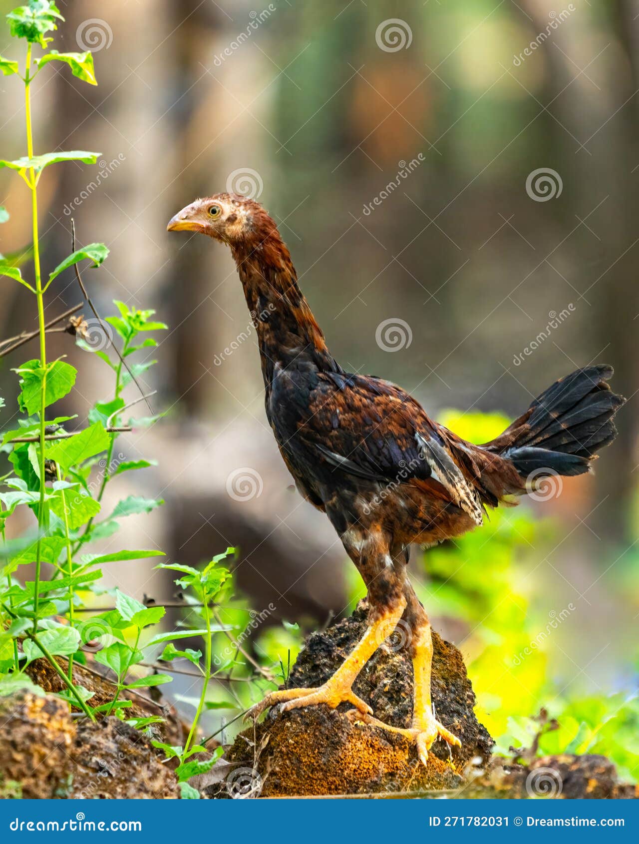 A hen stock image. Image of crow, farm, bantam, male - 271782031