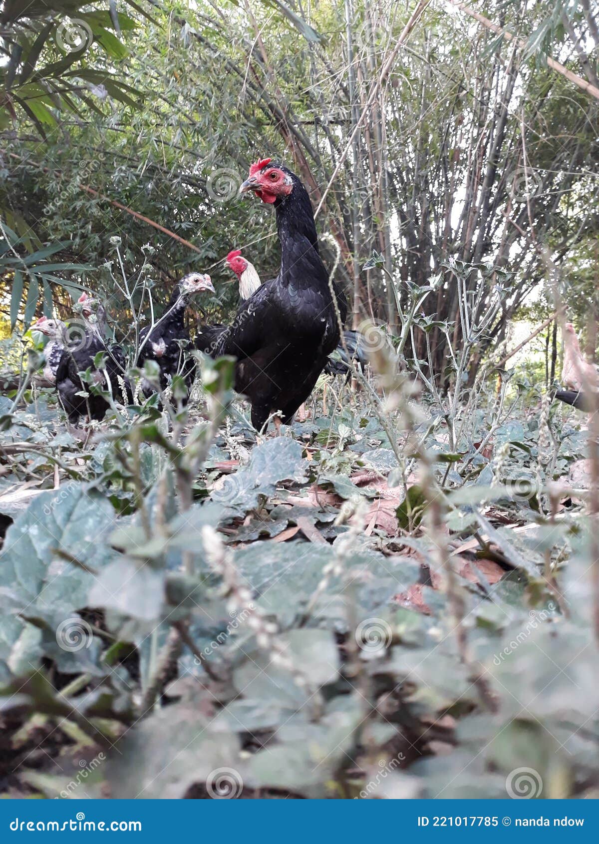 Hen in the forest stock image. Image of finch, blossom - 221017785