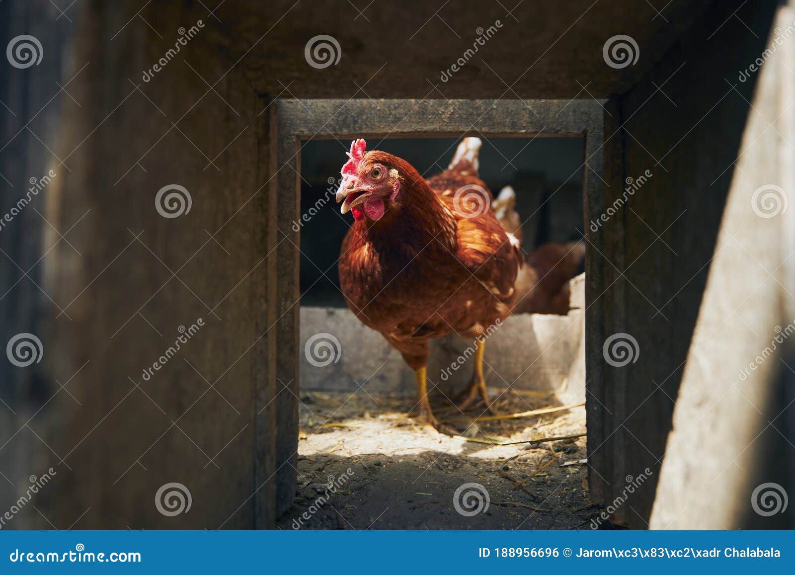 Hen at organic farm stock photo. Image of motion, indoors - 188956696