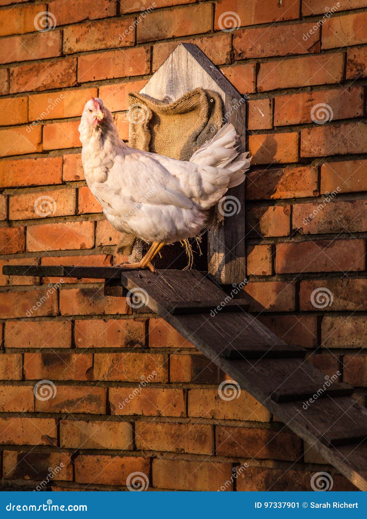 Bio Chicken Stable Stock Photos - Free & Royalty-Free Stock Photos from ...