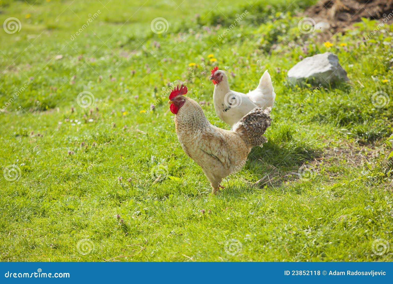 Hen on grass field stock photo. Image of green, livestock - 23852118