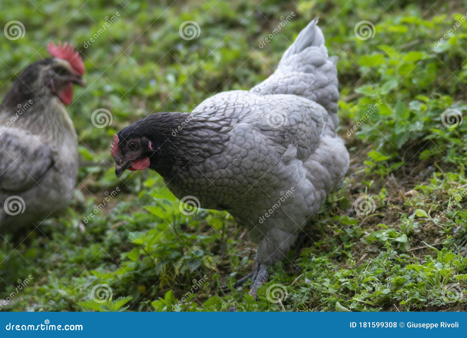 Hen Grazing Freely in the Field Stock Photo - Image of grazing, bird ...
