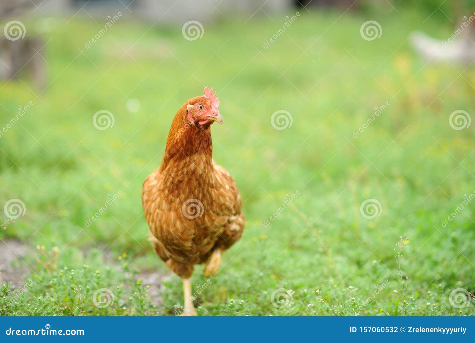 Hen stock photo. Image of brown, agriculture, domestic - 157060532