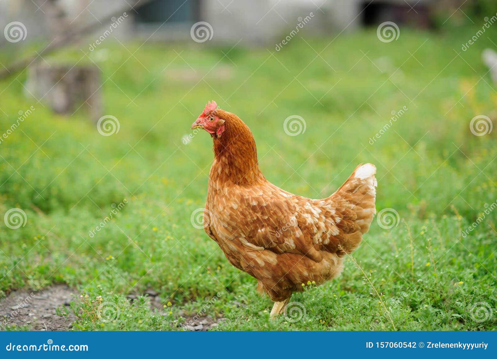 Hen stock photo. Image of fowl, wattle, meadow, outside - 157060542
