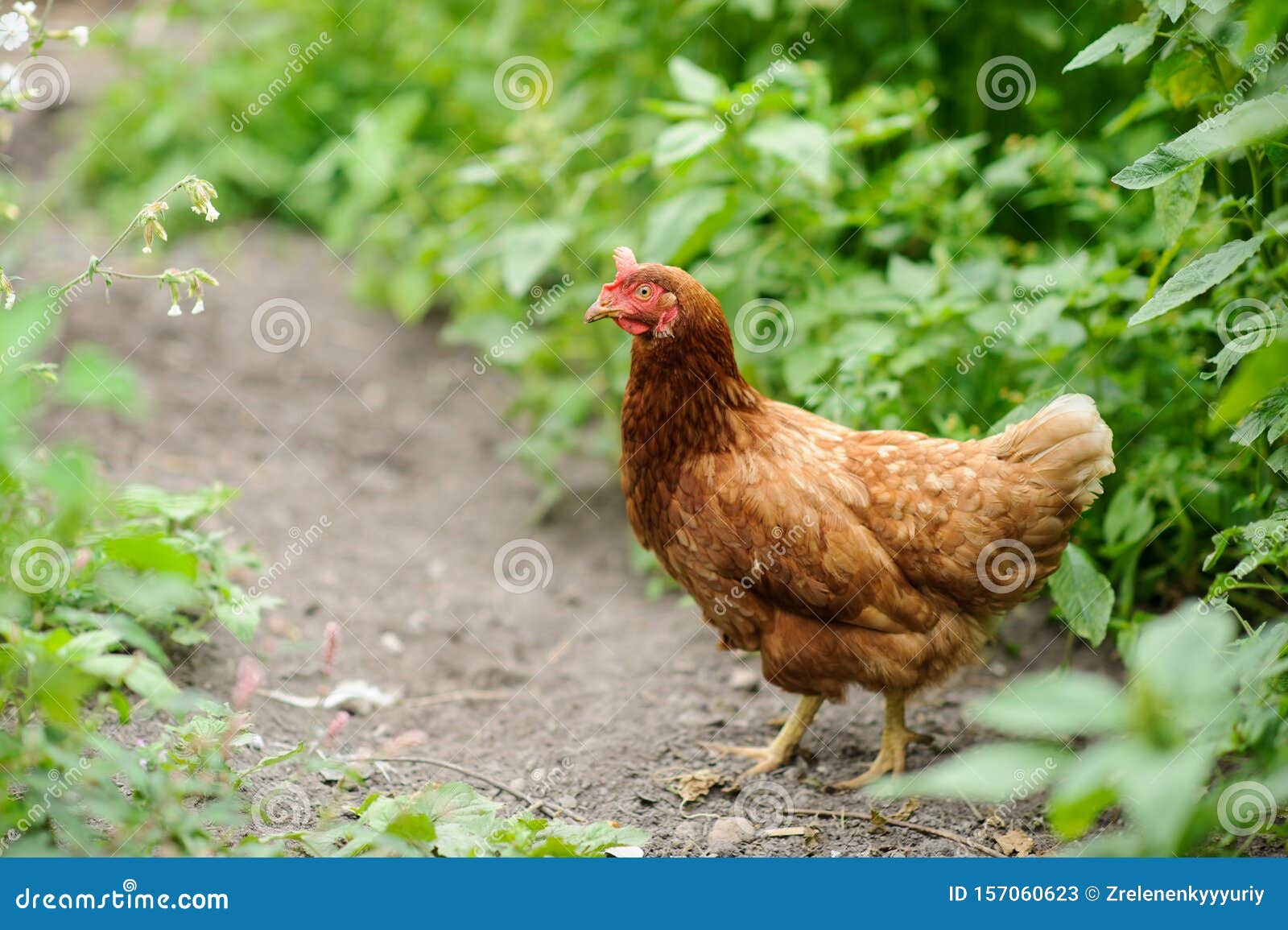 Hen stock image. Image of rooster, beak, organic, meat - 157060623