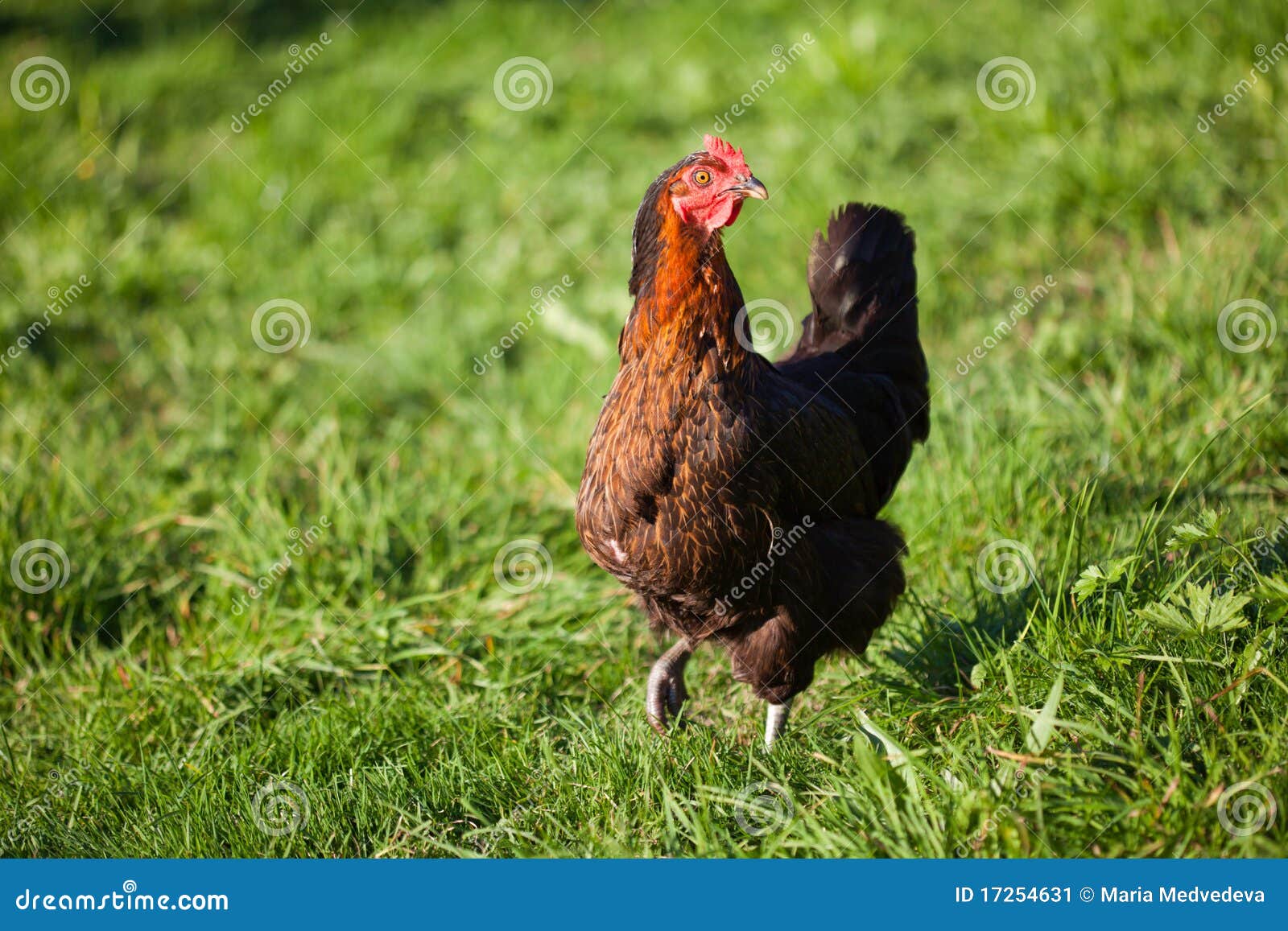 Hen in green grass stock image. Image of detail, actual - 17254631