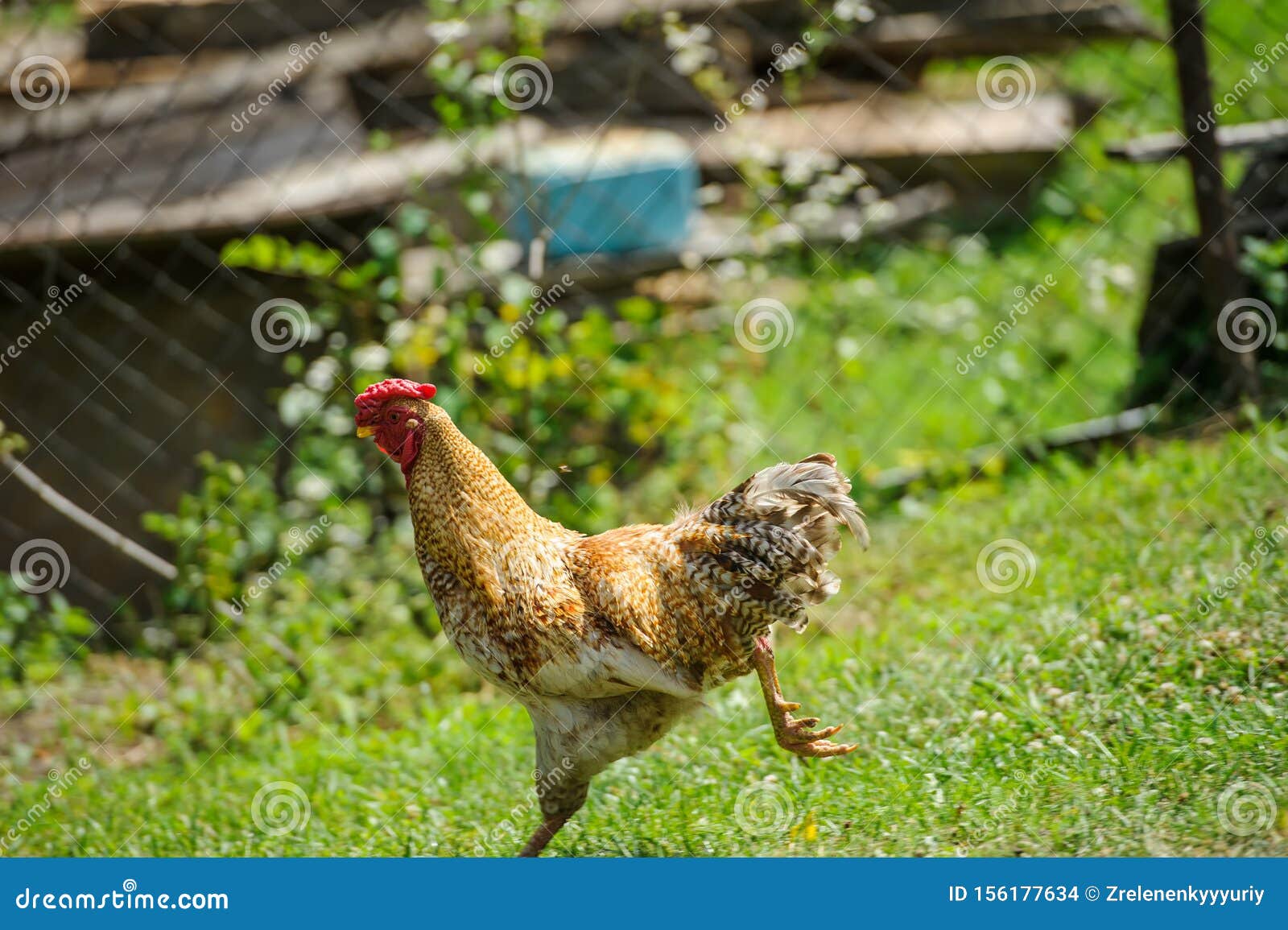 Hen on a green grass stock photo. Image of meadow, agriculture - 156177634