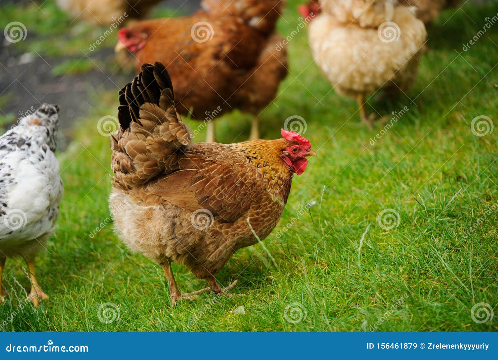 Hen on a green grass stock image. Image of nature, cockerel - 156461879