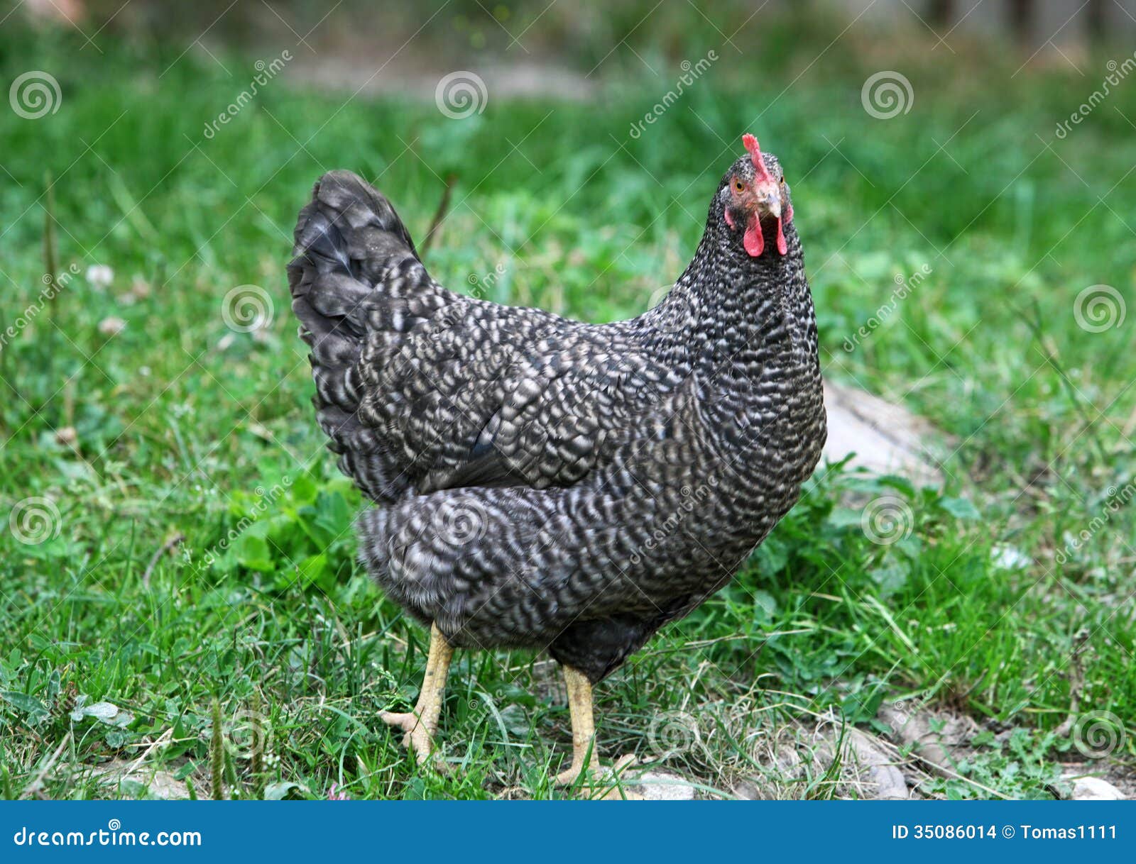 Hen in green nature stock photo. Image of farm, feathers - 35086014