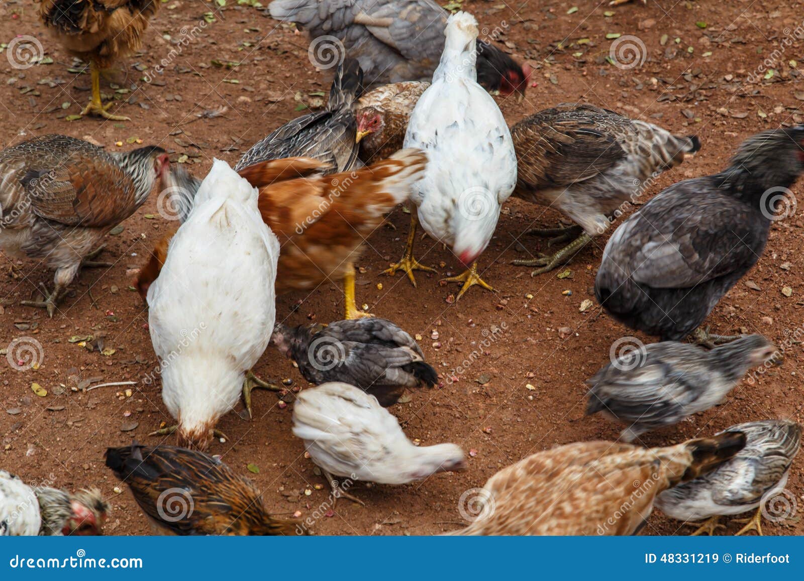 Hen Group Eating from a Rustic Farm Stock Image - Image of poultry ...