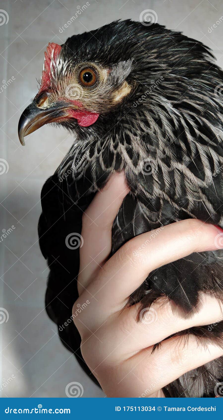 Hen in hand stock photo. Image of lighting, ragazza - 175113034