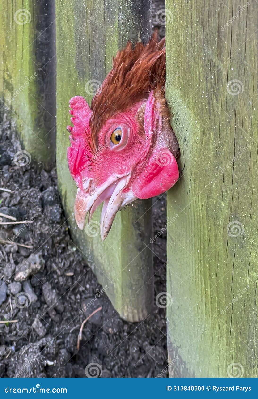 The Hen Has Stuck Her Head between the Rails of a Wooden Fence and ...