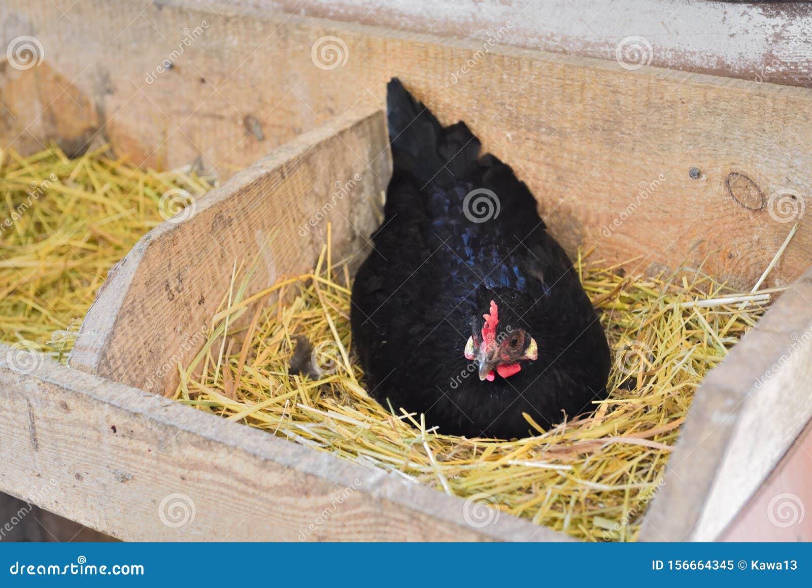 The Hen is Hatching the Egg Stock Image - Image of hatch, black: 156664345