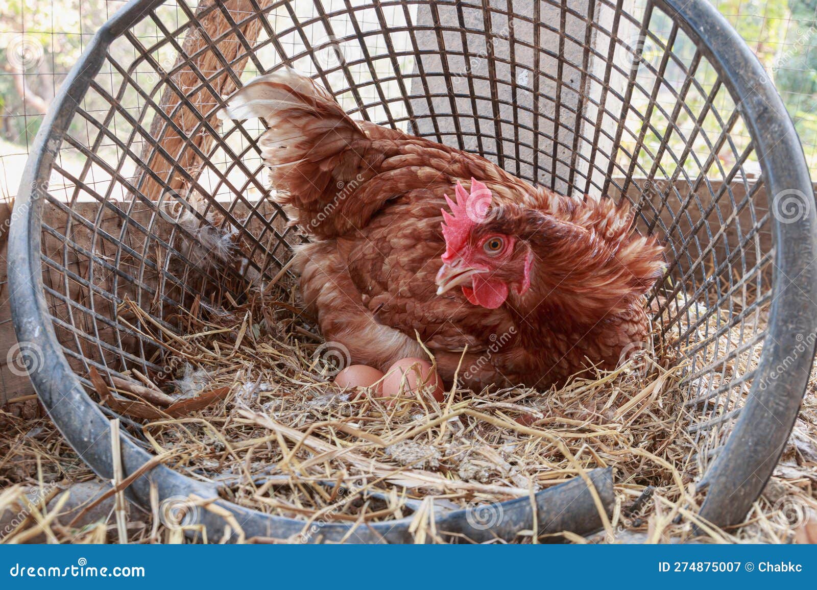 The Hen is Hatching the Egg in the Farm Stock Image - Image of ...