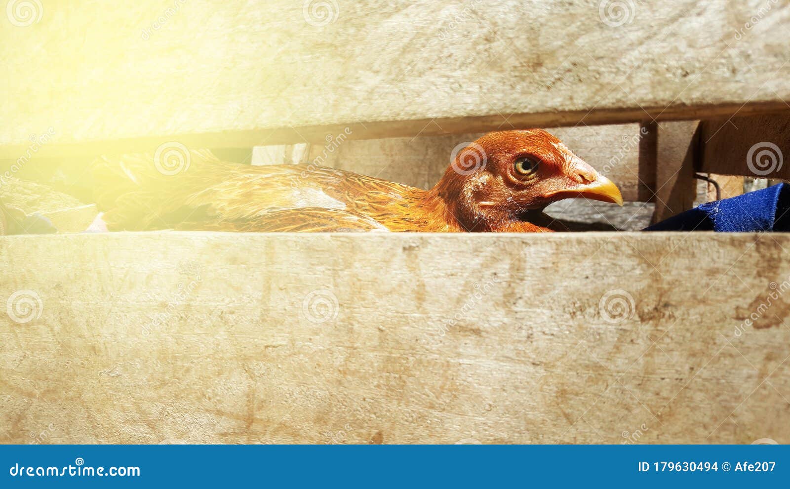 Hen hatching egg on nest stock photo. Image of nest - 179630494