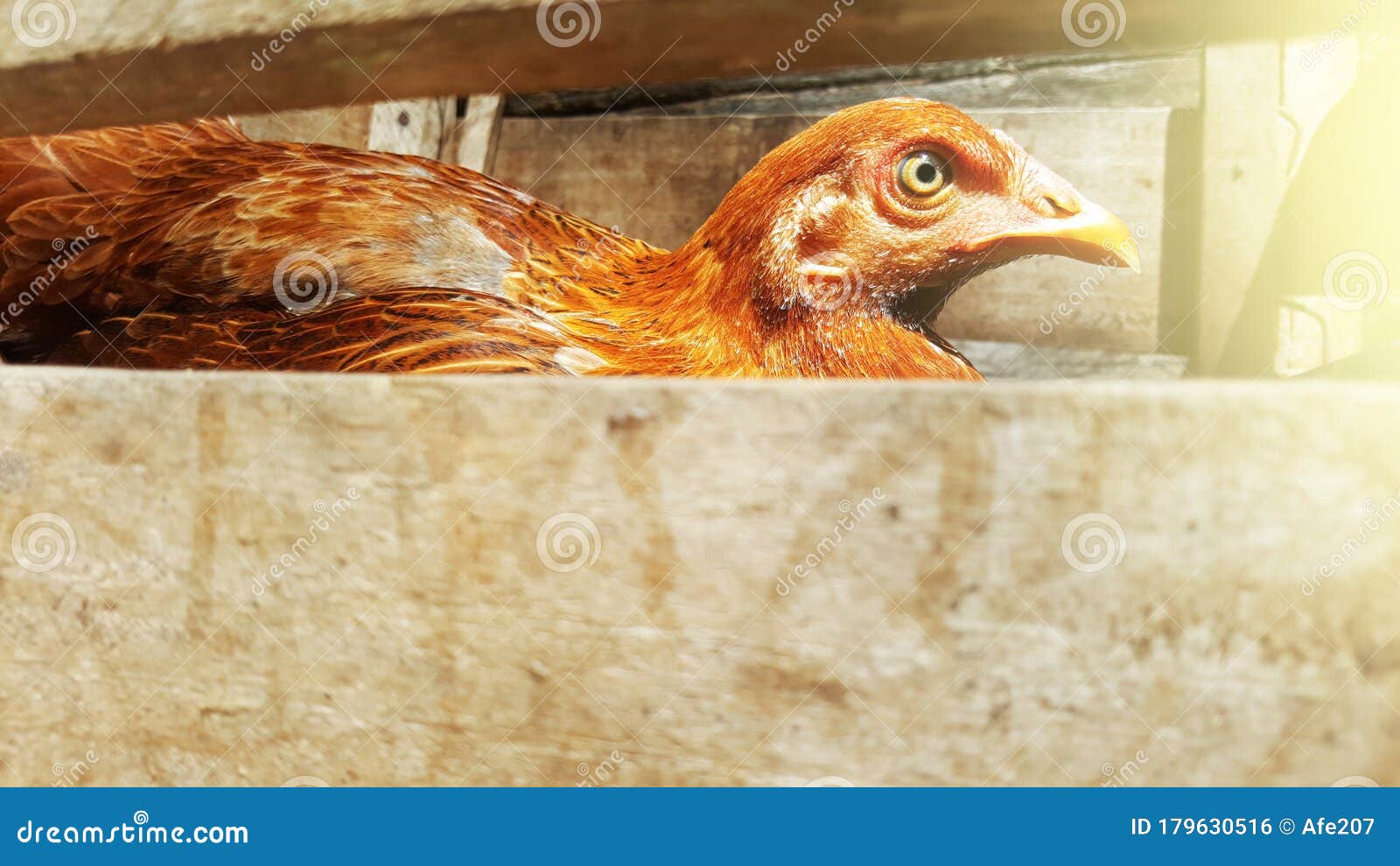 Hen hatching egg on nest stock photo. Image of brown - 179630516