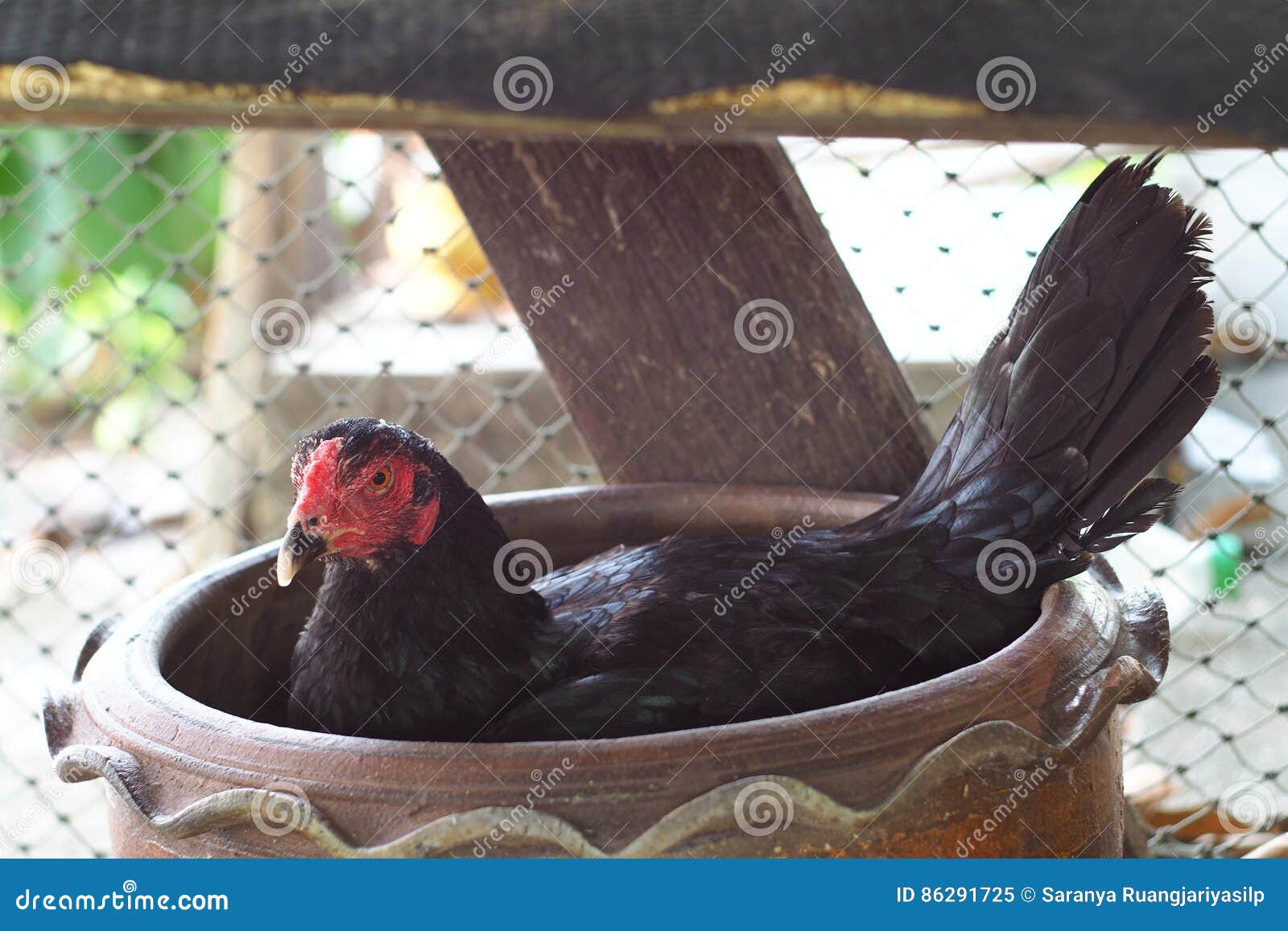 Hen hatching her eggs. stock image. Image of park, house - 86291725