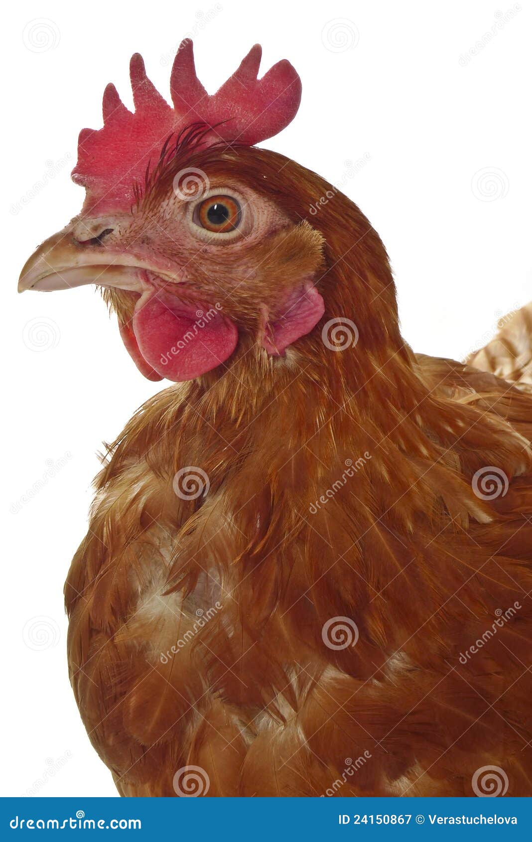 Hen head stock image. Image of farm, pets, studio, animal - 24150867