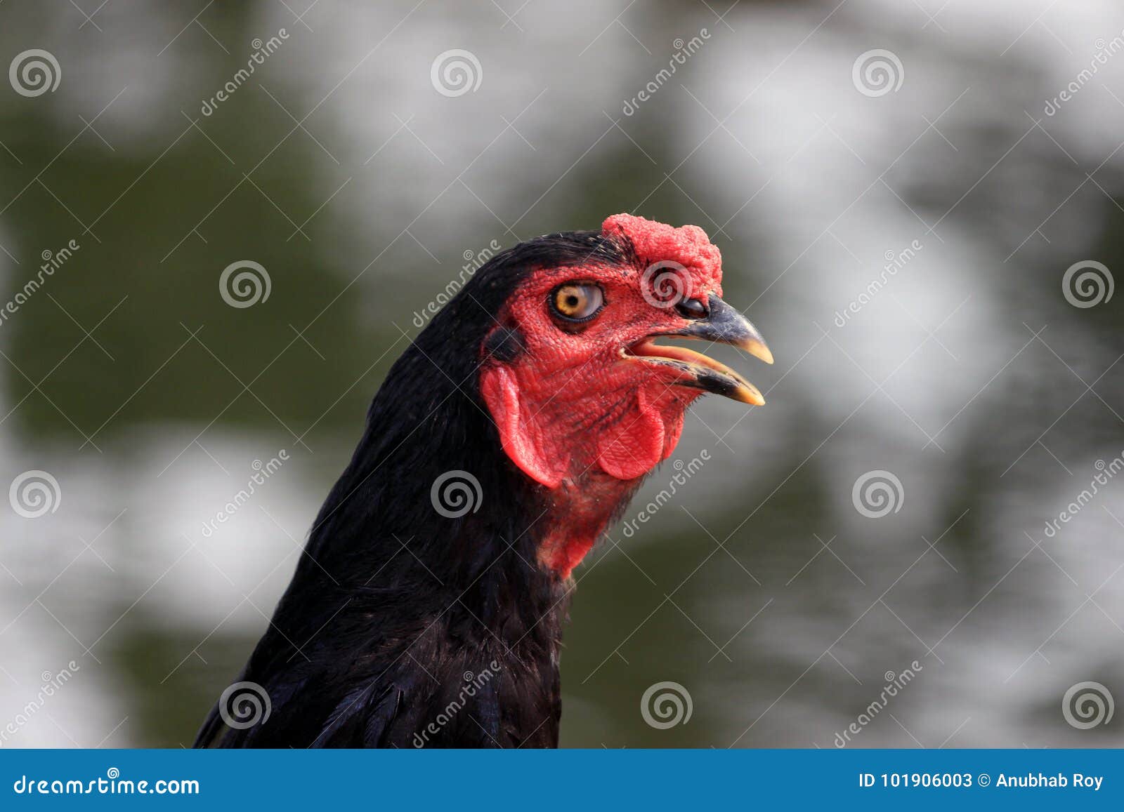 Hen head. stock image. Image of black, barn, chick, color - 101906003