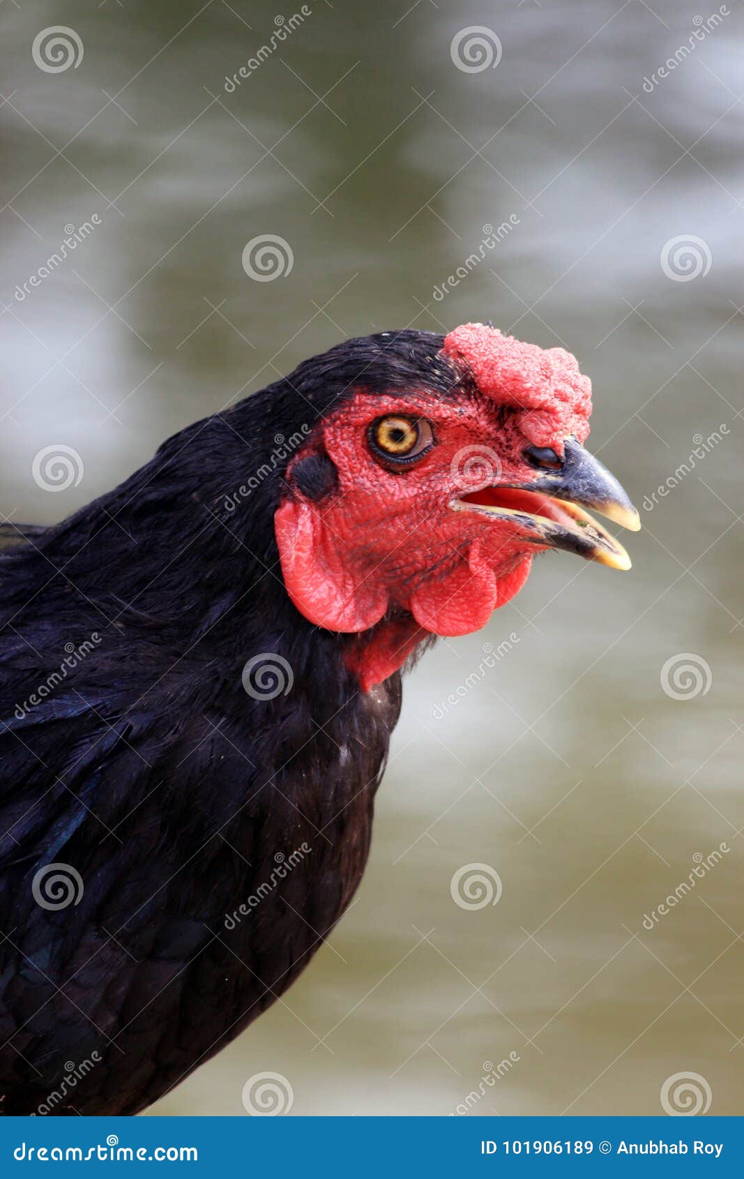 Hen head. stock image. Image of cluck, food, fauna, color - 101906189