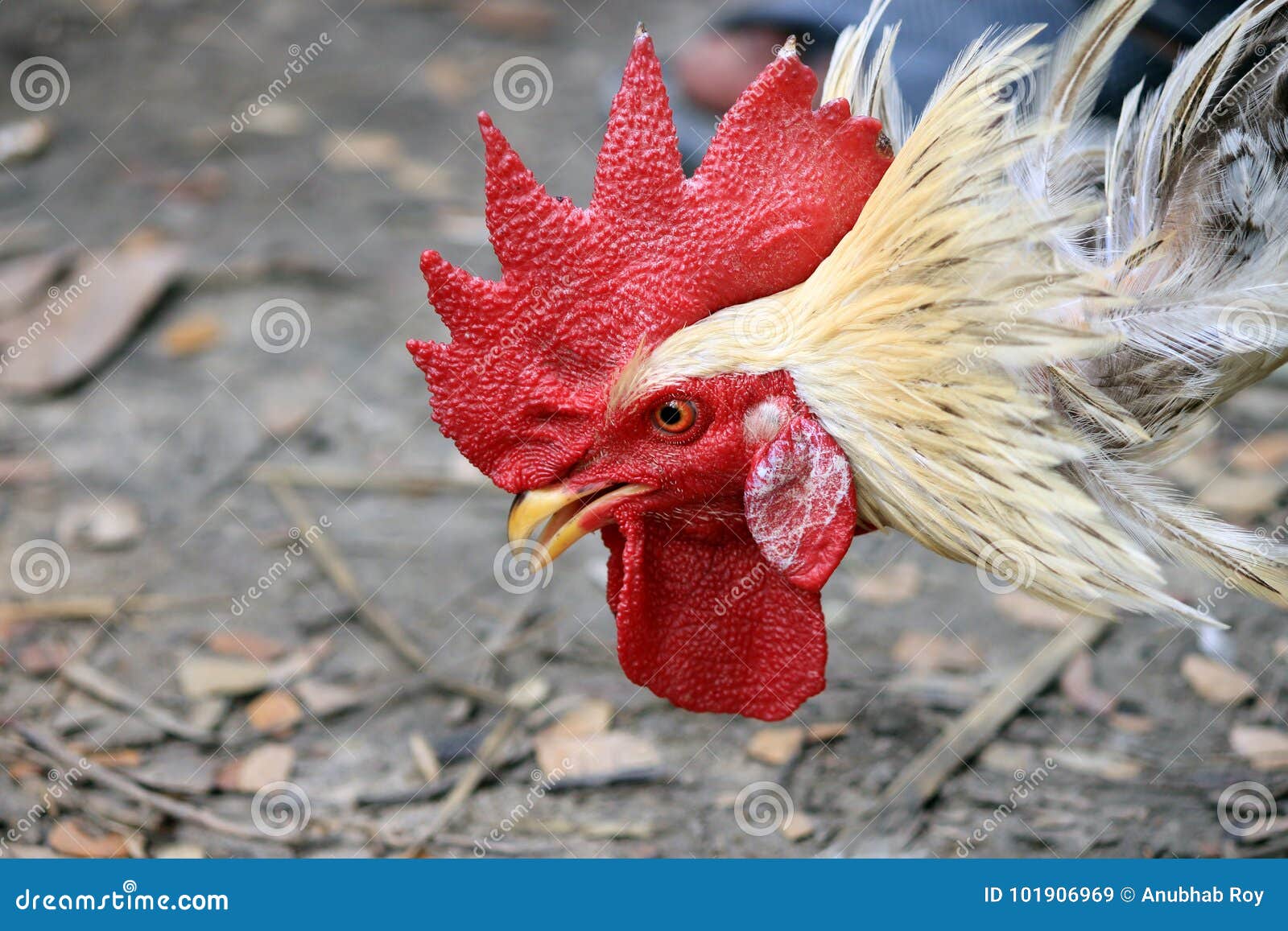 Hen head. stock image. Image of animal, cluck, barnyard - 101906969