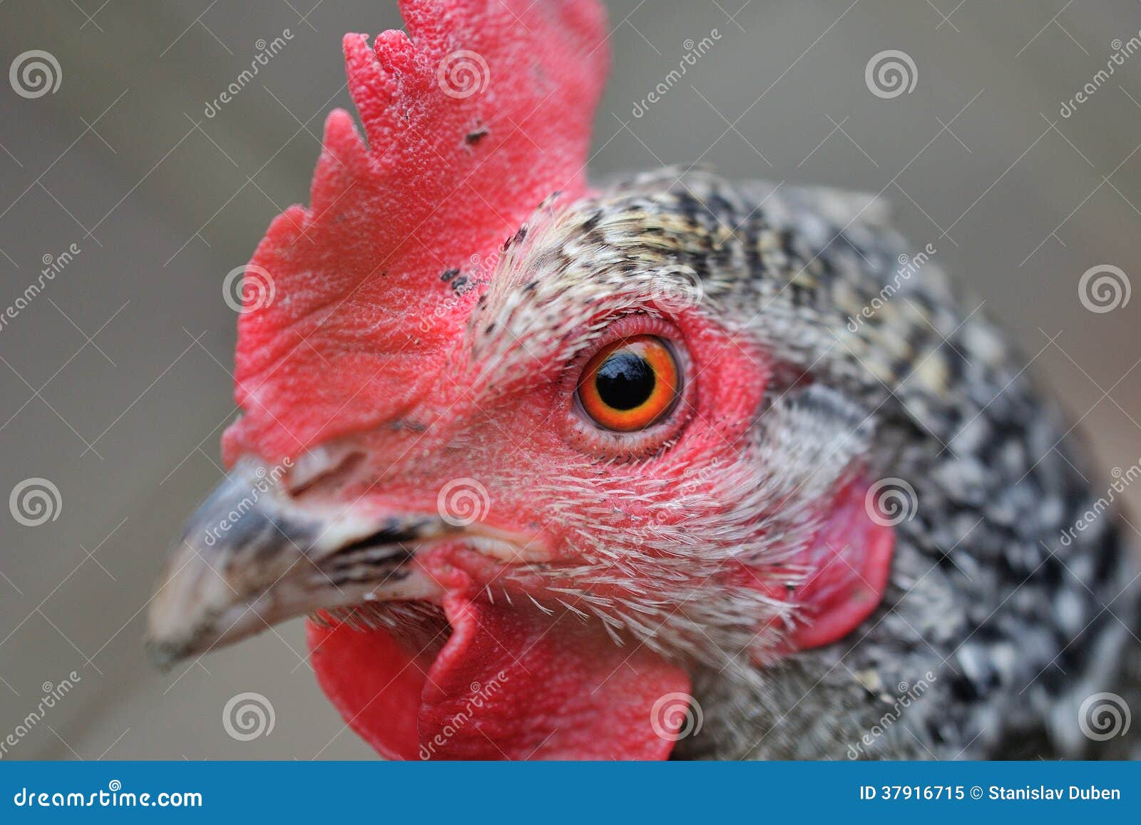 Hen head portrait stock image. Image of nature, agriculture - 37916715