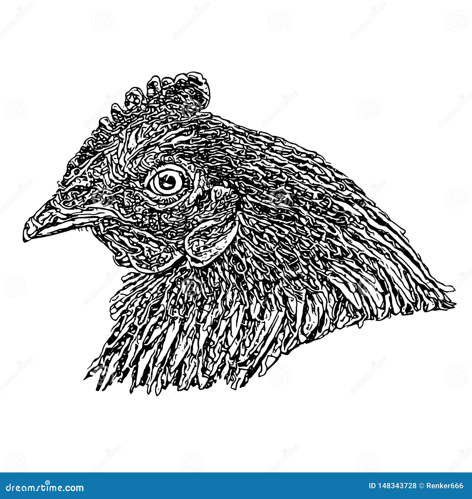 Hen Head Vector Illustration Stock Vector - Illustration of engraving ...