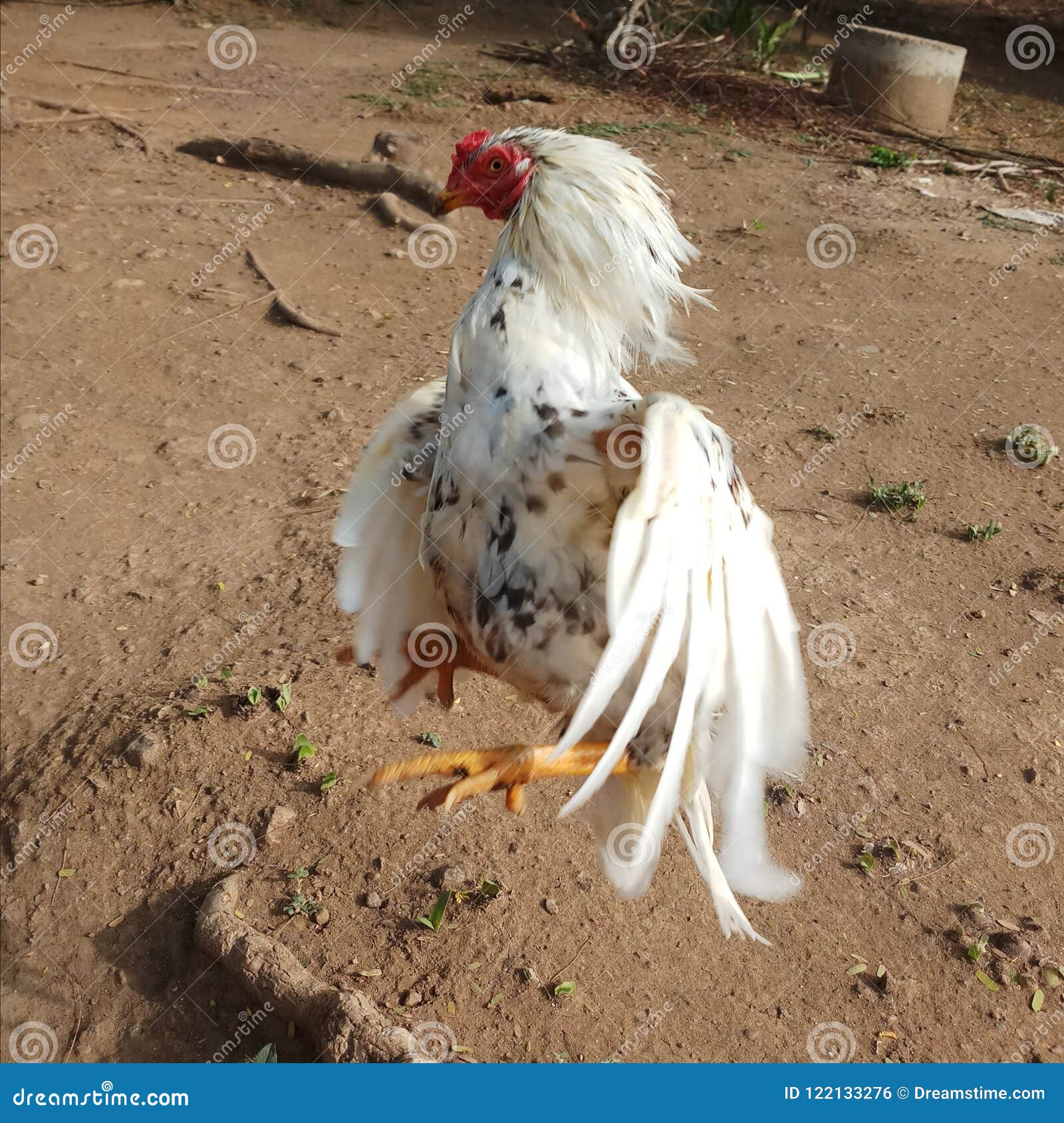 Hen stock photo. Image of home, land, domestick, flying - 122133276