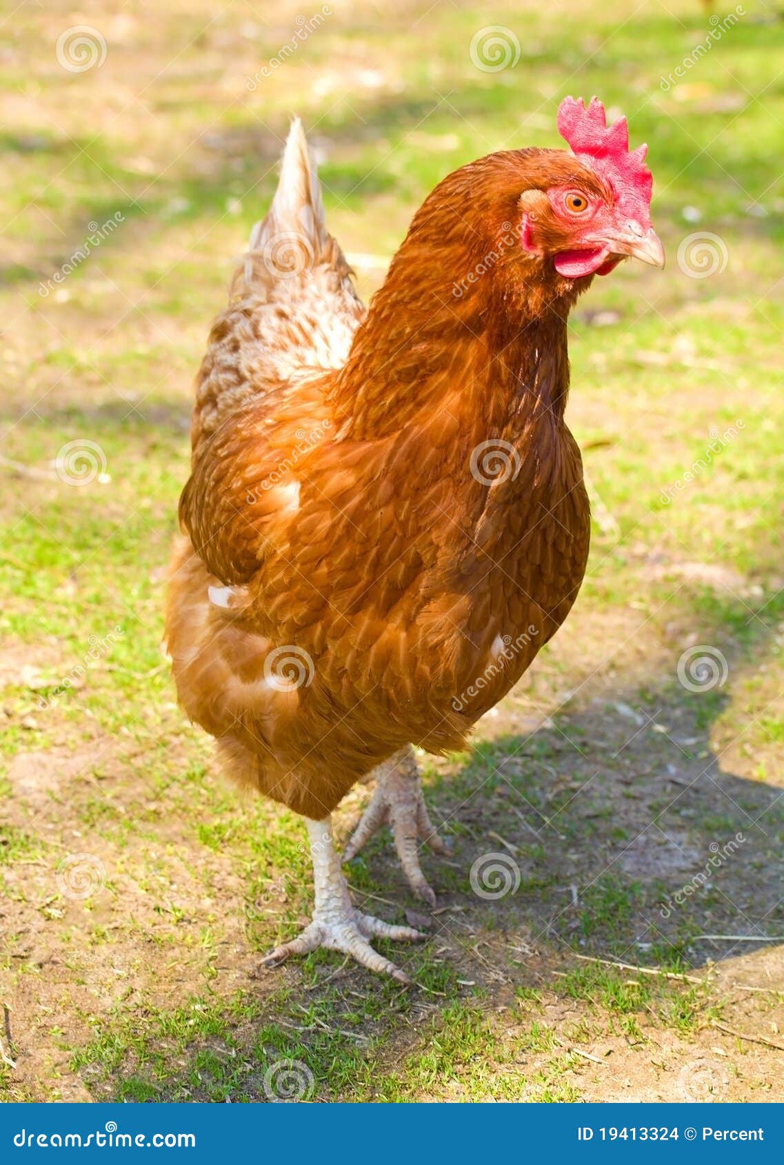 Hen on henyard stock photo. Image of chick, chickens - 19413324
