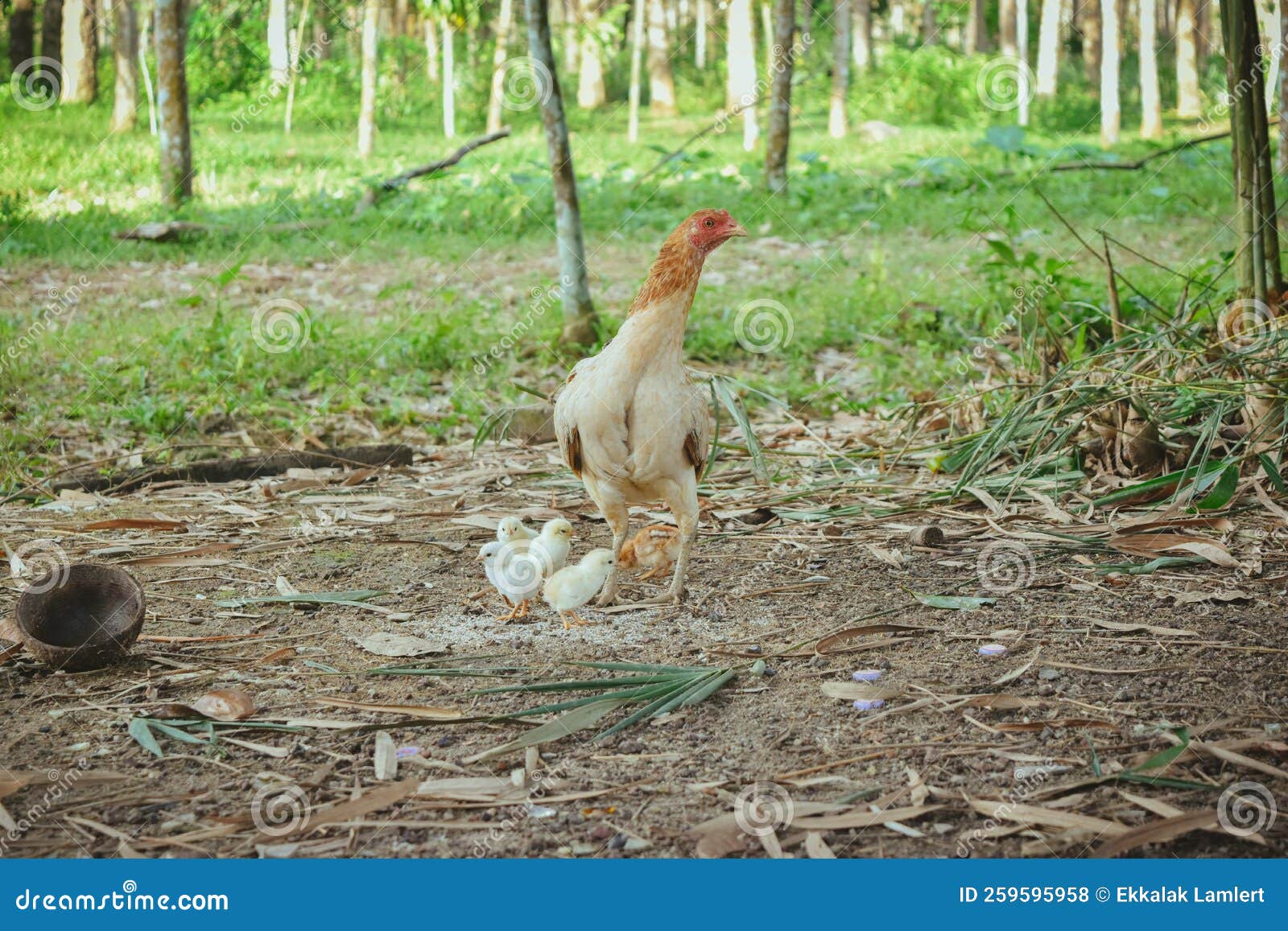 The hen and her baby stock photo. Image of chick, animal - 259595958