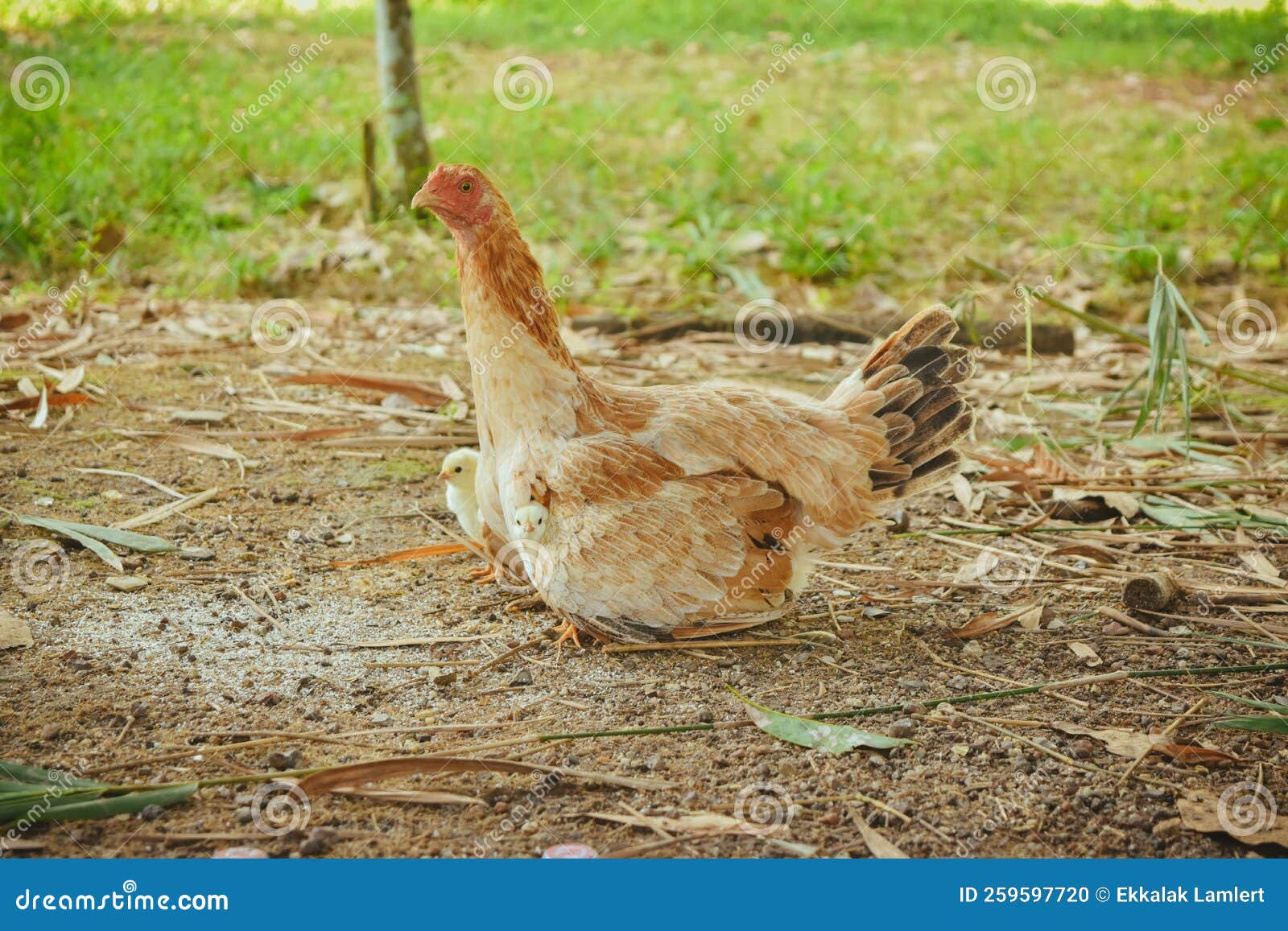 The hen and her baby stock photo. Image of animal, chick - 259597720