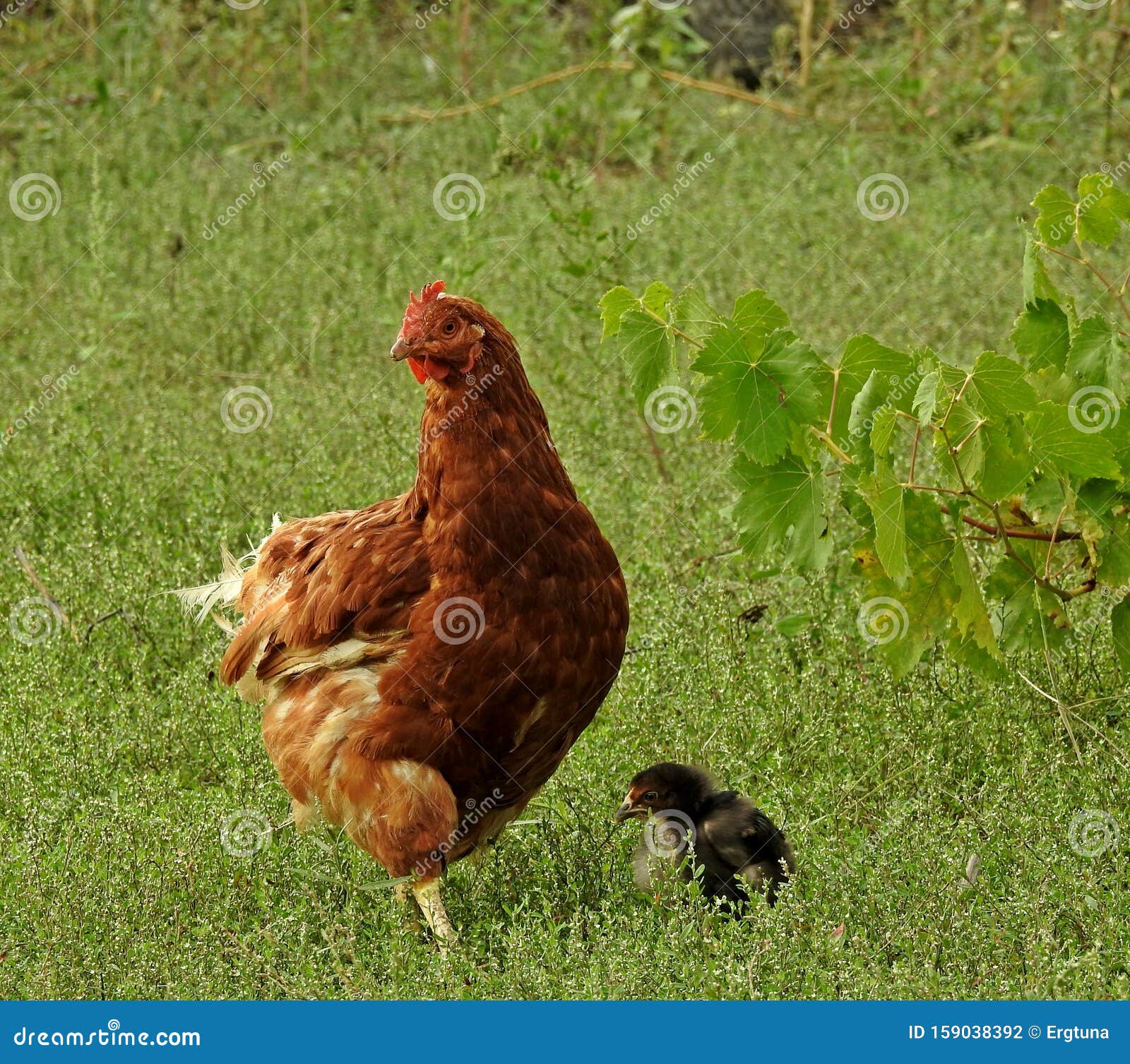 A hen with her chick stock photo. Image of fields, colors - 159038392