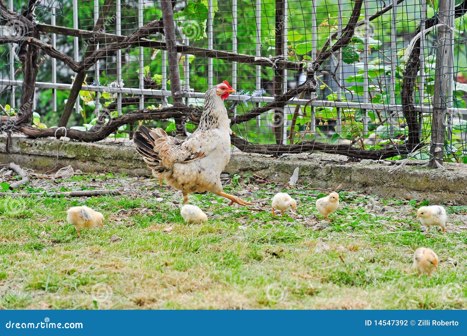 Hen with her chicks stock photo. Image of outdoor, italy - 14547392