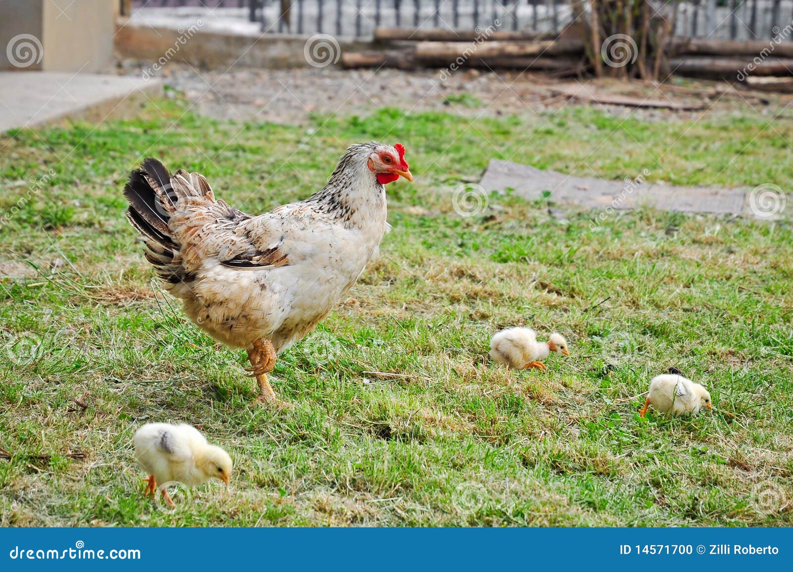 Hen with her chicks stock photo. Image of horizontal - 14571700