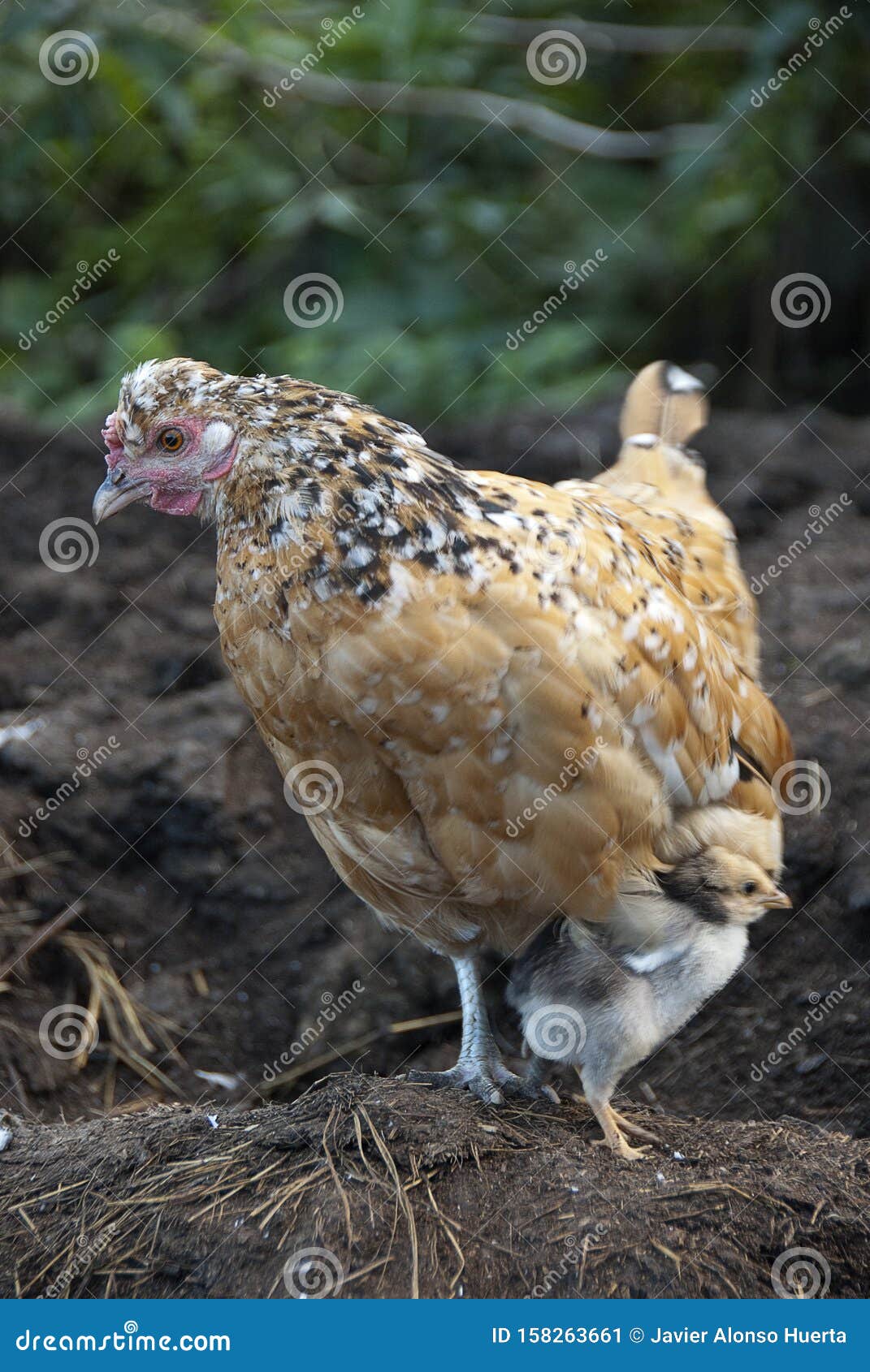 Hen with Her Chicks, Protecting Herself Stock Image - Image of cockerel ...