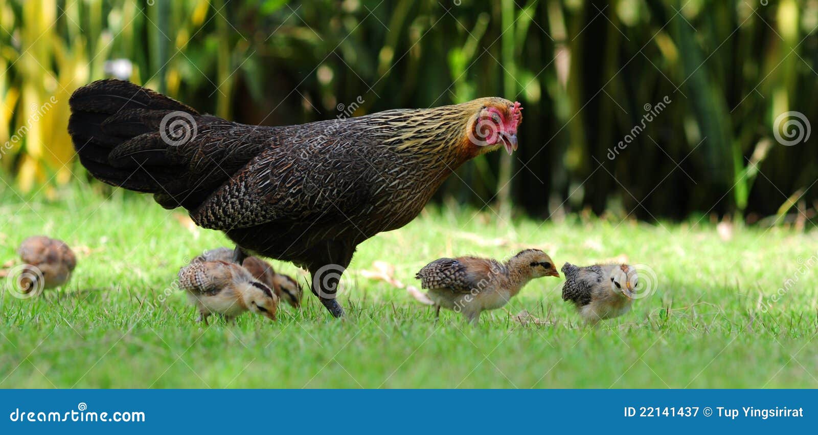 A hen and her children stock image. Image of motherhood - 22141437