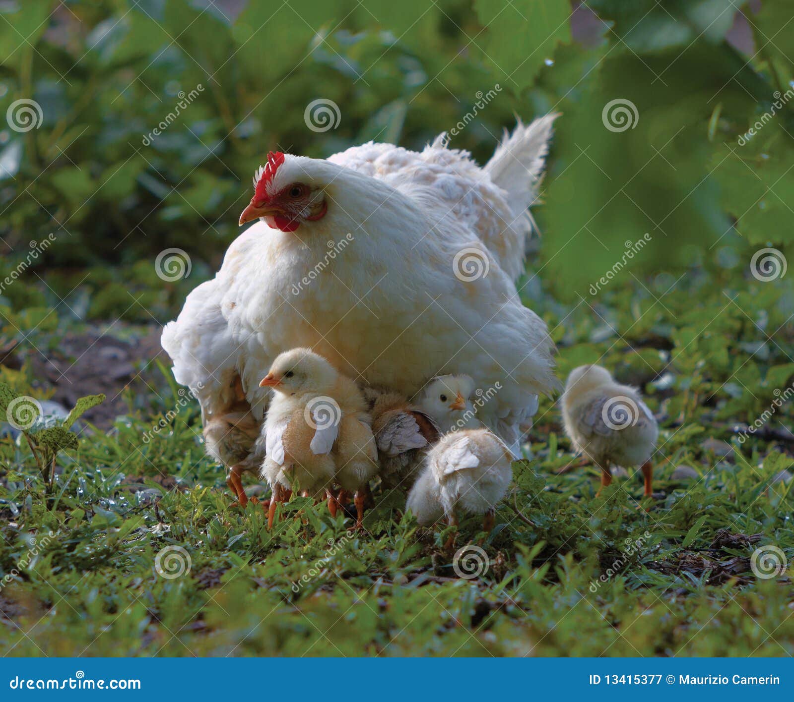 Hen hide Chicks stock image. Image of feather, cockerel - 13415377