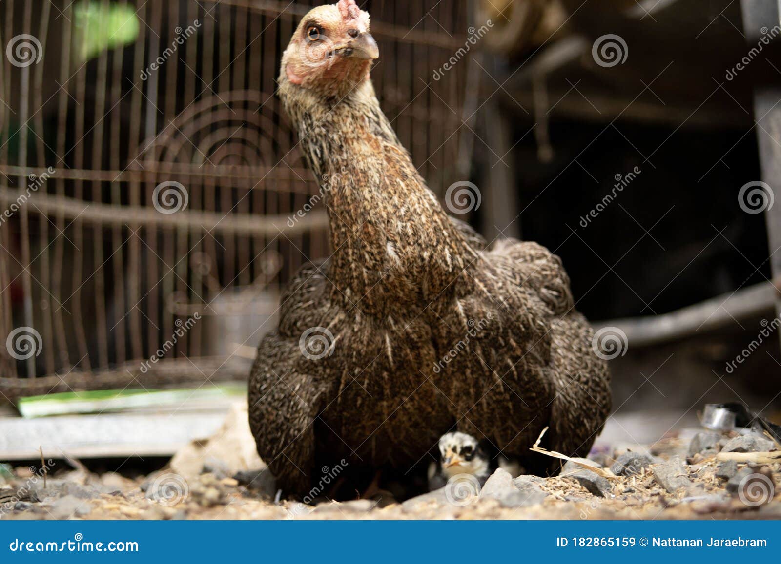 The Hen is Protecting the Chicks. Stock Image - Image of blond, feather ...