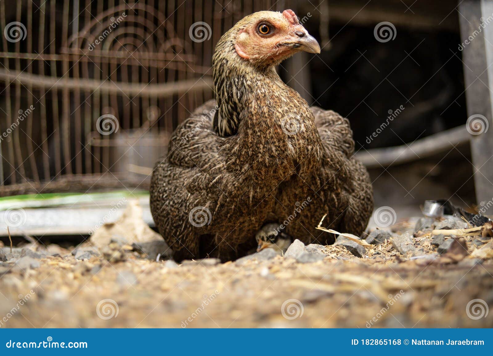 The Hen is Protecting the Chicks. Stock Photo - Image of farm, love ...