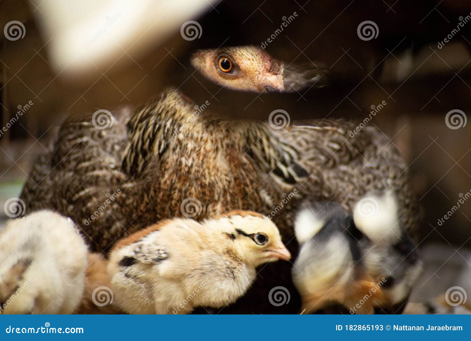 The Hen is Protecting the Chicks. Stock Image - Image of fluffy, mother ...